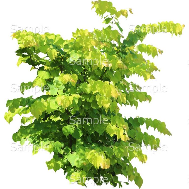 ガーデン – sozaiya.com