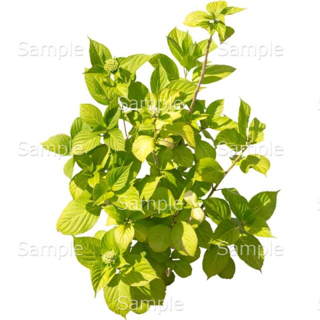 ガーデン – sozaiya.com