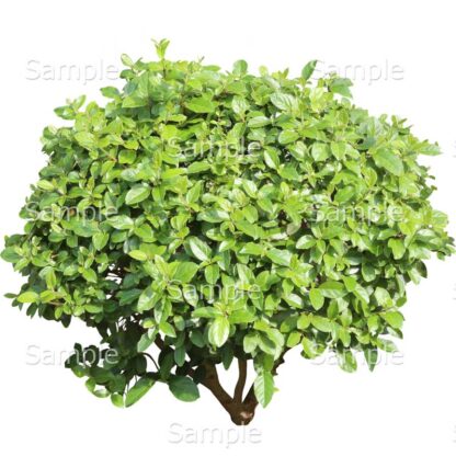 GA_170 – sozaiya.com