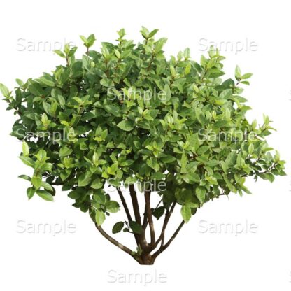 GA_355 – sozaiya.com