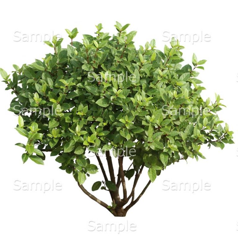 GA_136 – sozaiya.com