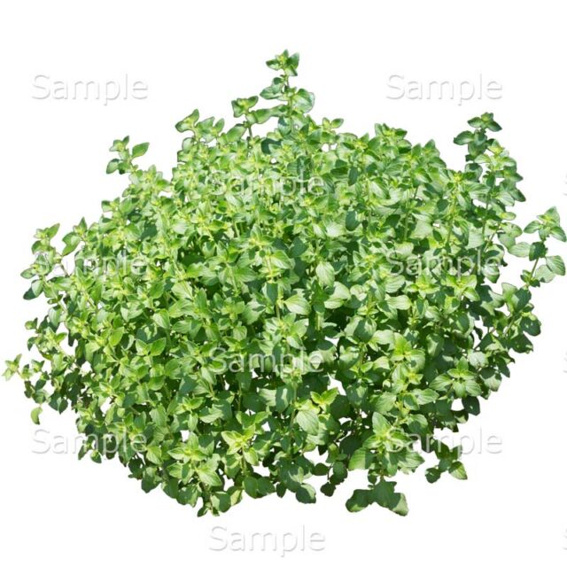 ガーデン – sozaiya.com