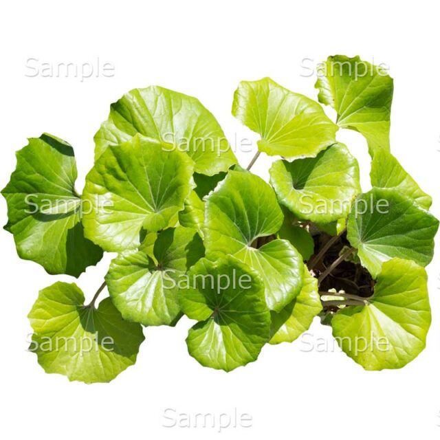 ガーデン – sozaiya.com