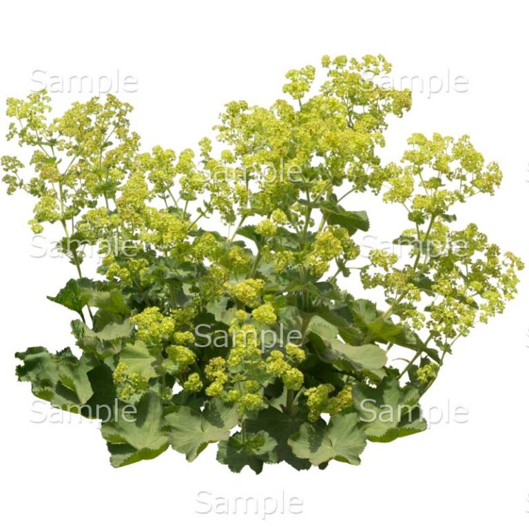 ガーデン – ページ 3 – sozaiya.com