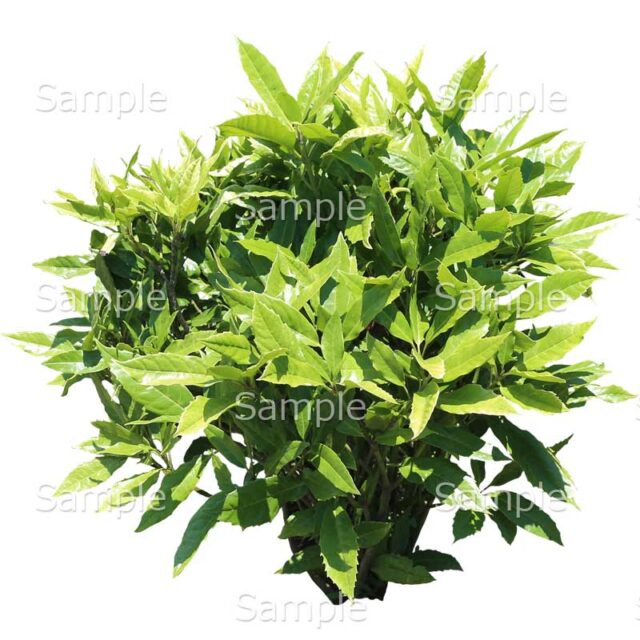 GA_146 – sozaiya.com