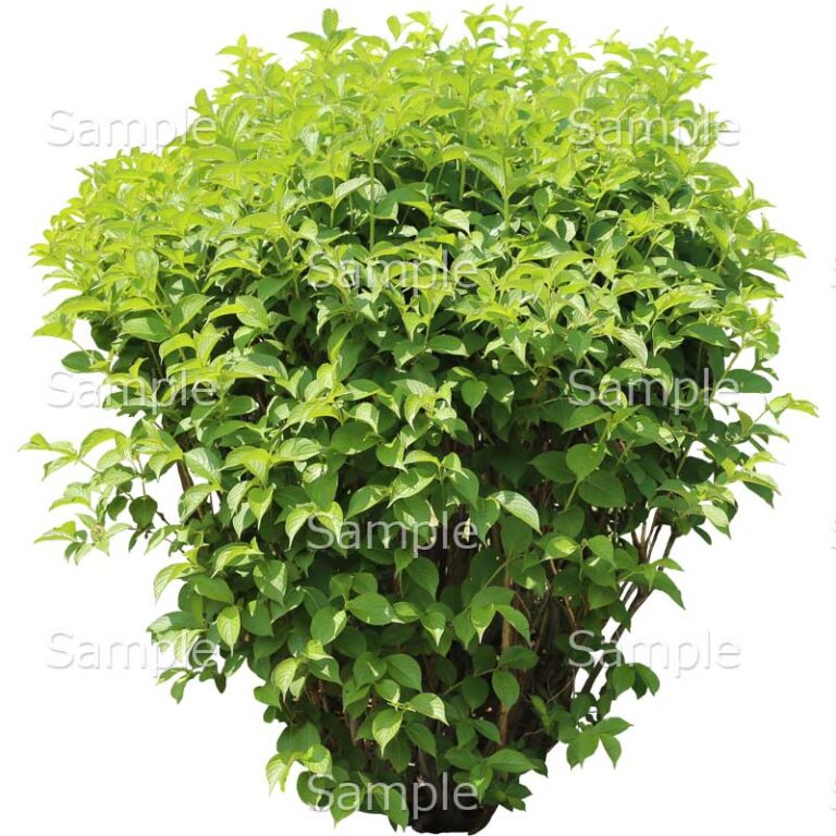 ガーデン – ページ 4 – sozaiya.com