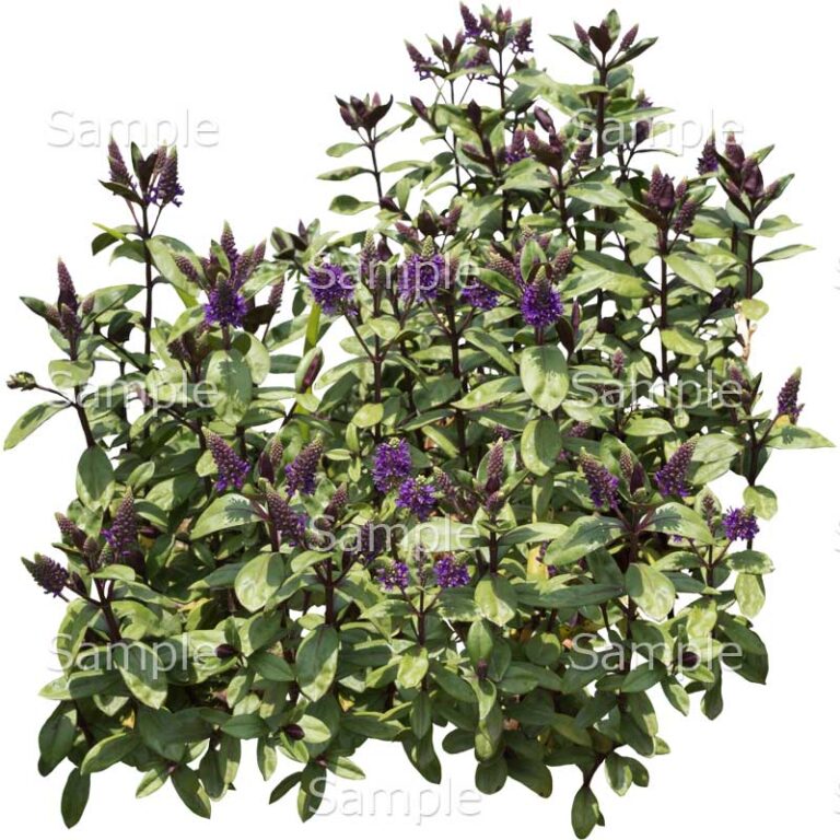 GA_185 – sozaiya.com