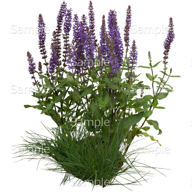 ガーデン – sozaiya.com