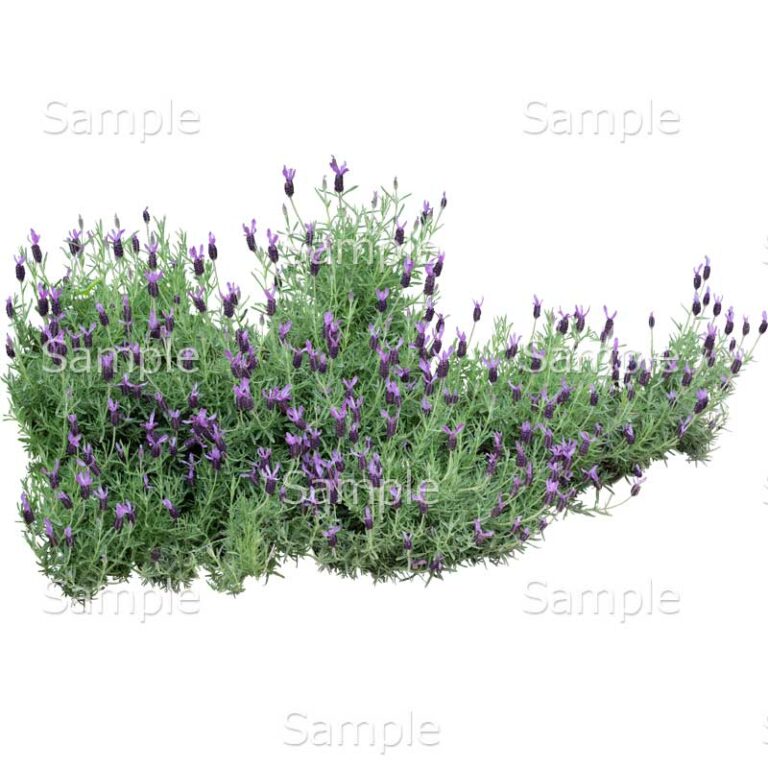 ガーデン – ページ 3 – sozaiya.com