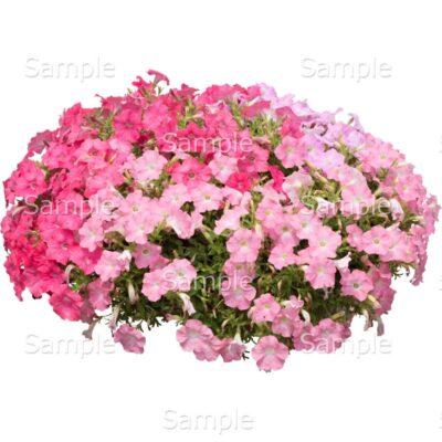 ガーデン – ページ 3 – sozaiya.com