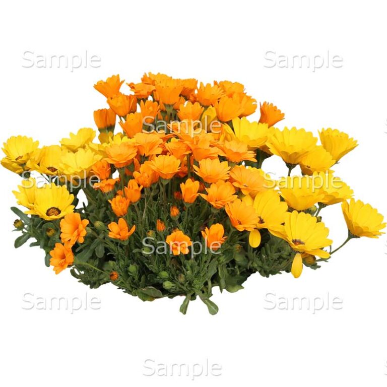 GA_242 – sozaiya.com