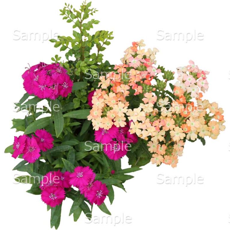 GA_245 – sozaiya.com