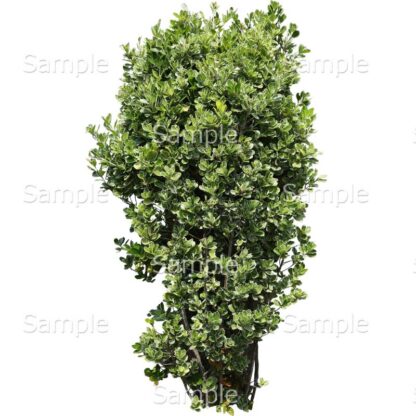 ガーデン – sozaiya.com