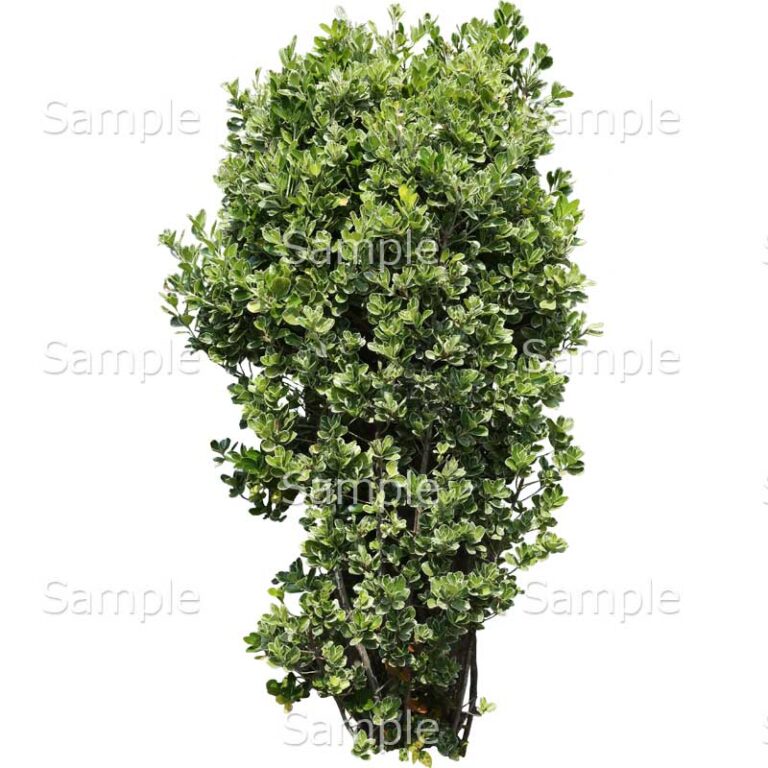 ガーデン – sozaiya.com