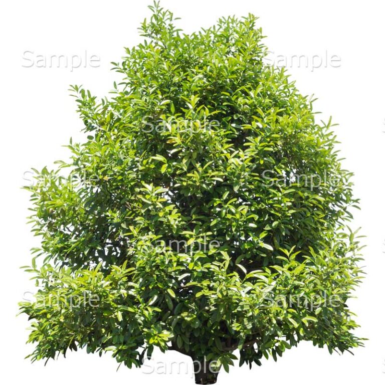 ガーデン – ページ 4 – sozaiya.com