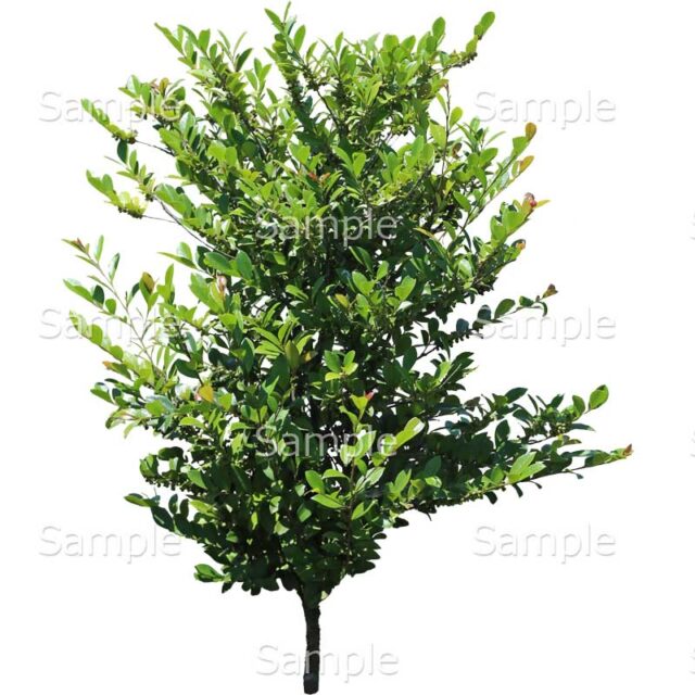 ガーデン – sozaiya.com