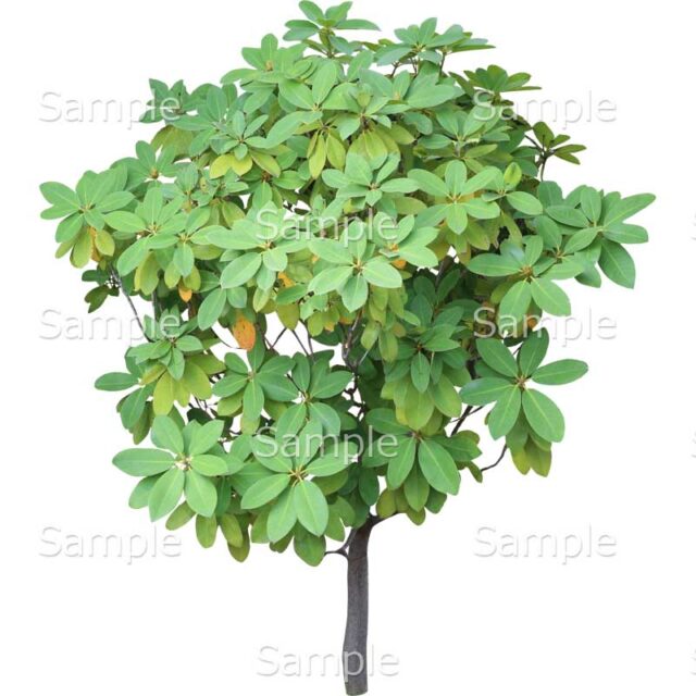 GA_268 – sozaiya.com