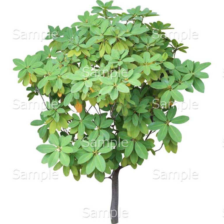 GA_268 – sozaiya.com