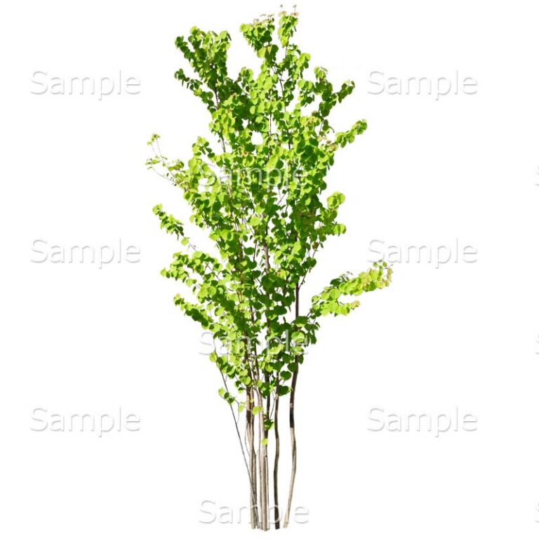 GA_269 – sozaiya.com