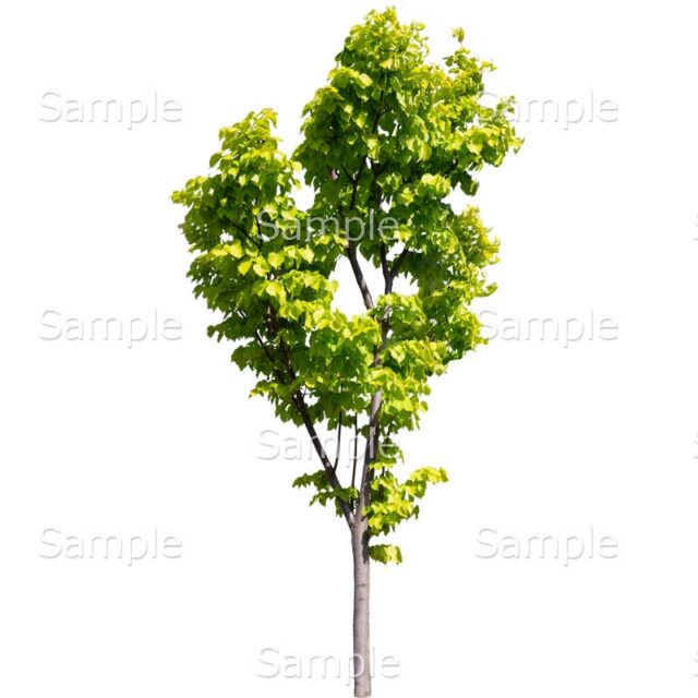 GA_270 – sozaiya.com