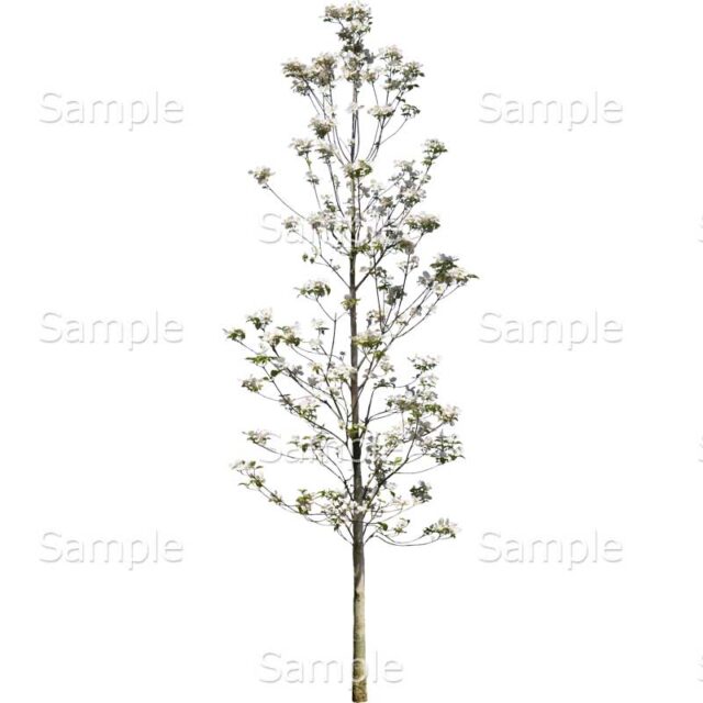 GA_272 – sozaiya.com