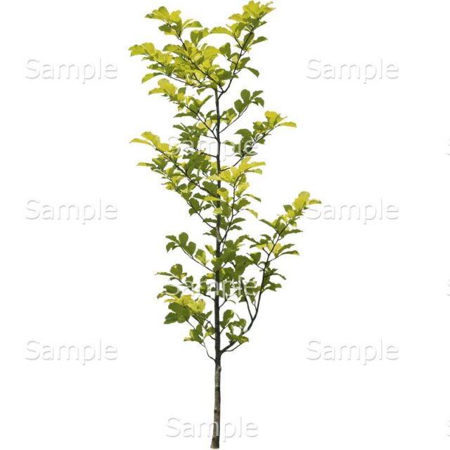 ガーデン – sozaiya.com