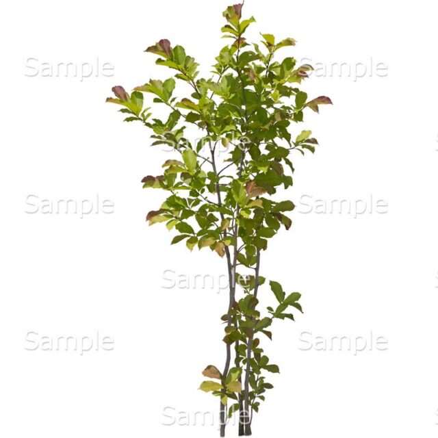 GA_275 – sozaiya.com