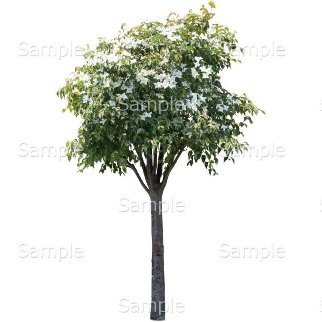 GA_276 – sozaiya.com