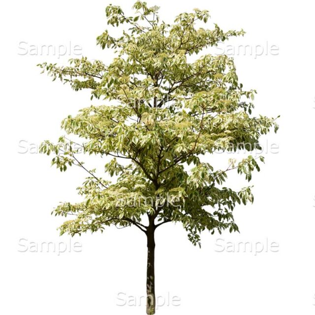 GA_277 – sozaiya.com