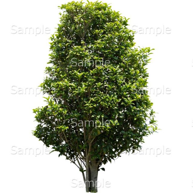 GA_278 – sozaiya.com