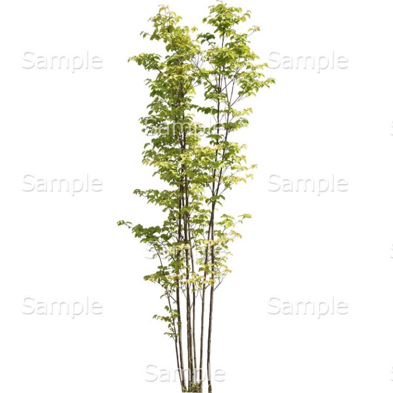 GA_281 – sozaiya.com