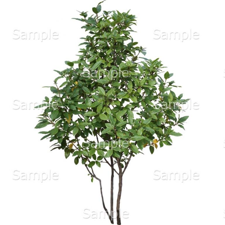 ガーデン – sozaiya.com