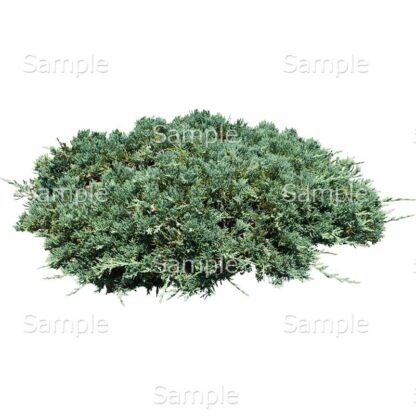 kokedama04 – sozaiya.com