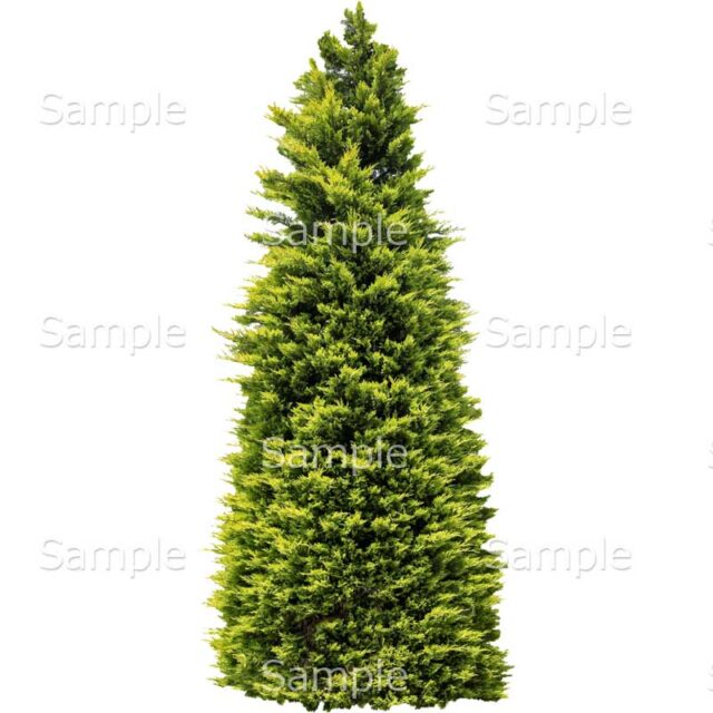 kokedama04 – sozaiya.com