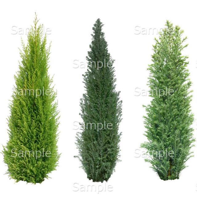 kokedama04 – sozaiya.com