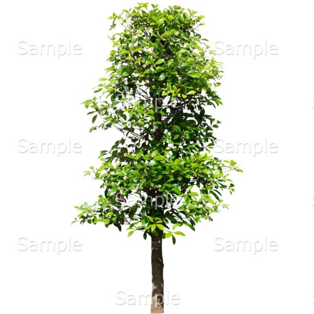 GA_362 – sozaiya.com