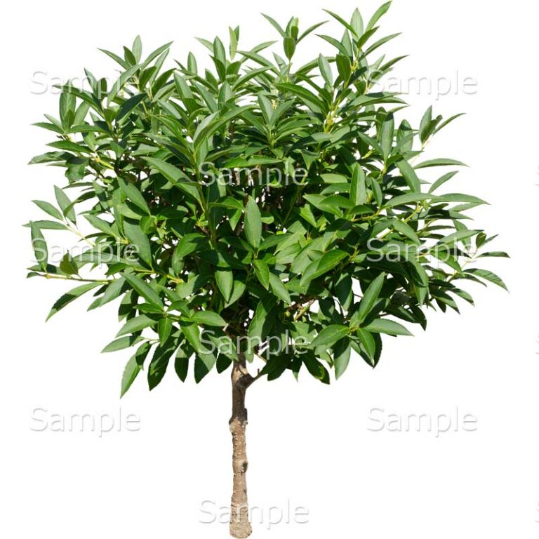 ガーデン – sozaiya.com