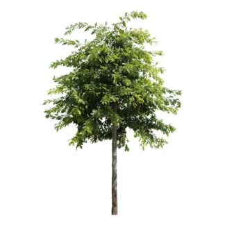 T3_199 – sozaiya.com