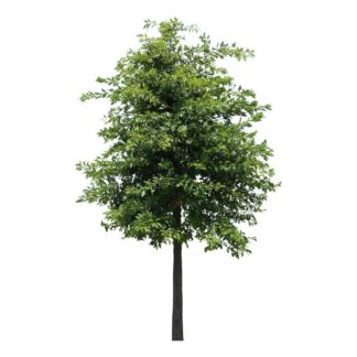 T3_082 – sozaiya.com