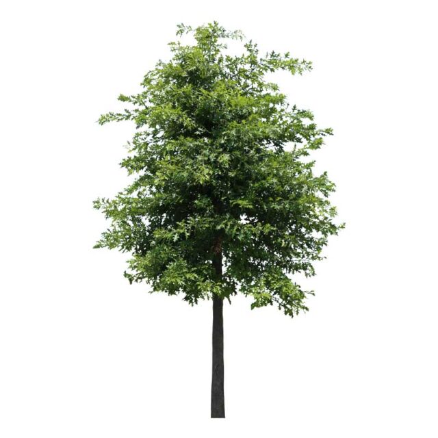 T3_005 – sozaiya.com