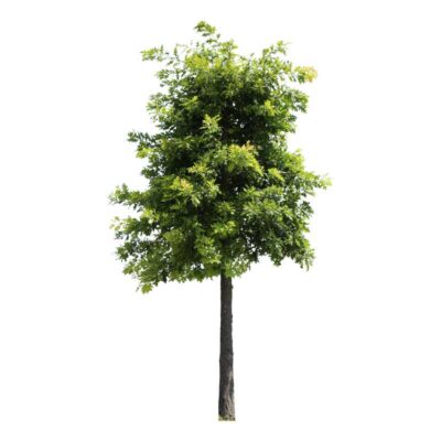 樹木素材 – ページ 5 – sozaiya.com