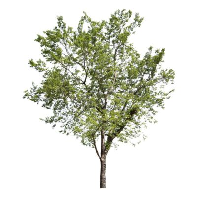 T3_329 – sozaiya.com