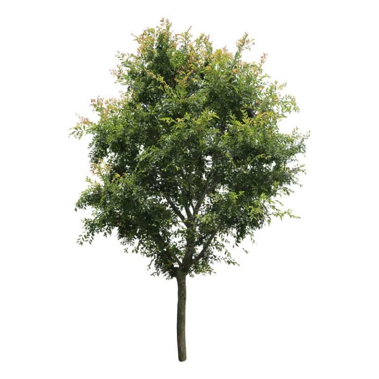 T3_082 – sozaiya.com