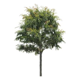 T3_009 – sozaiya.com