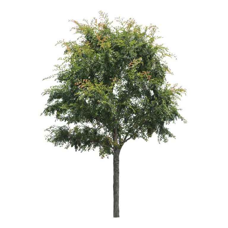 樹木素材 – sozaiya.com