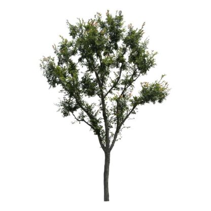 樹木素材 – sozaiya.com