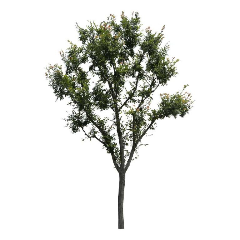 樹木素材 – sozaiya.com