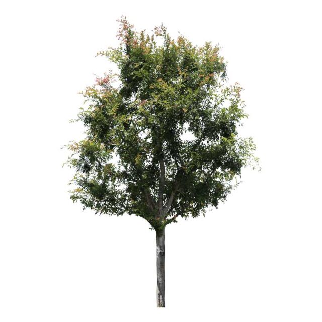 T3_011 – sozaiya.com