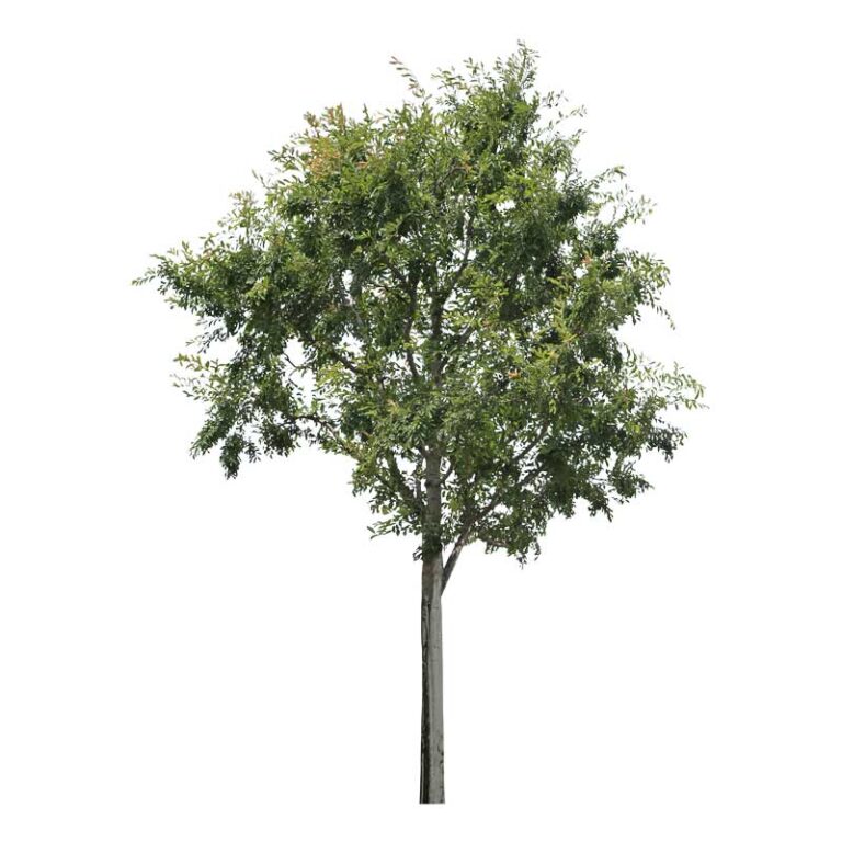 無料樹木素材セット04-100個 free_trees_set04 – sozaiya.com