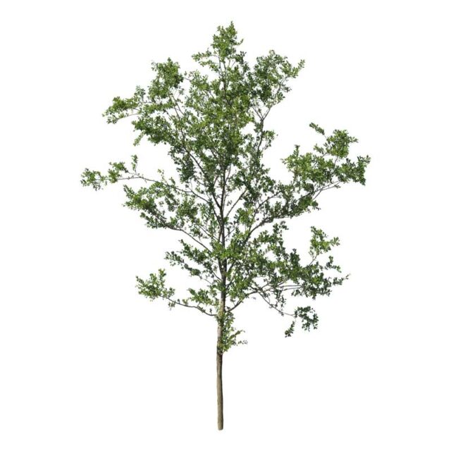 無料樹木素材セット07-30個 free_trees_set07 – sozaiya.com